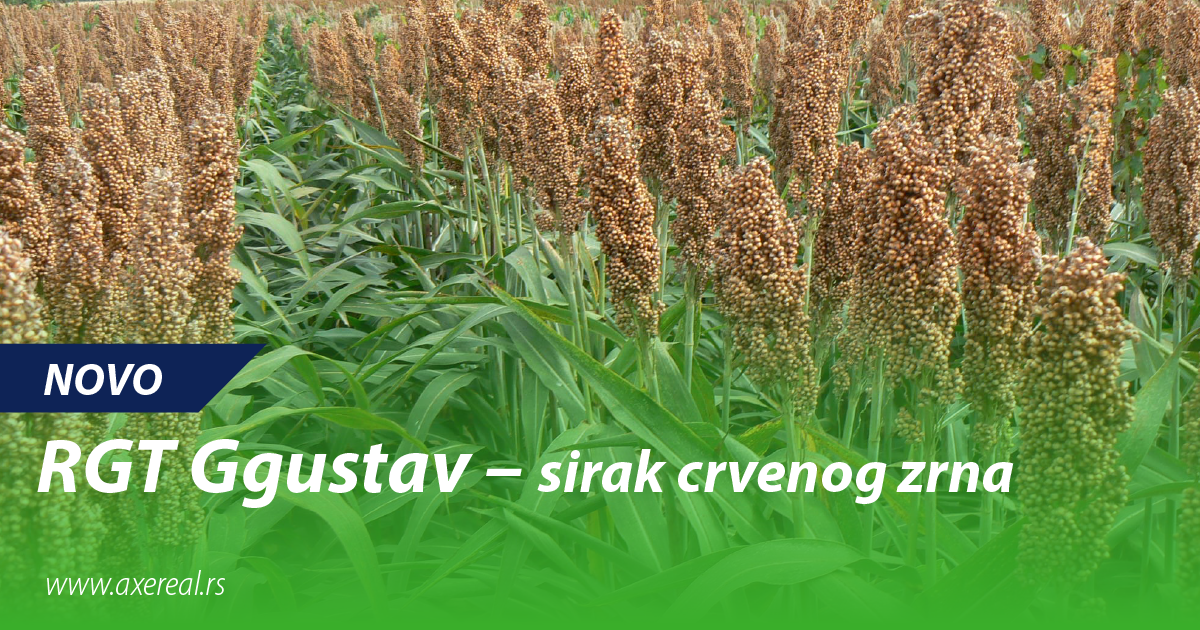 RGT Ggustav sirak crvenog zrna