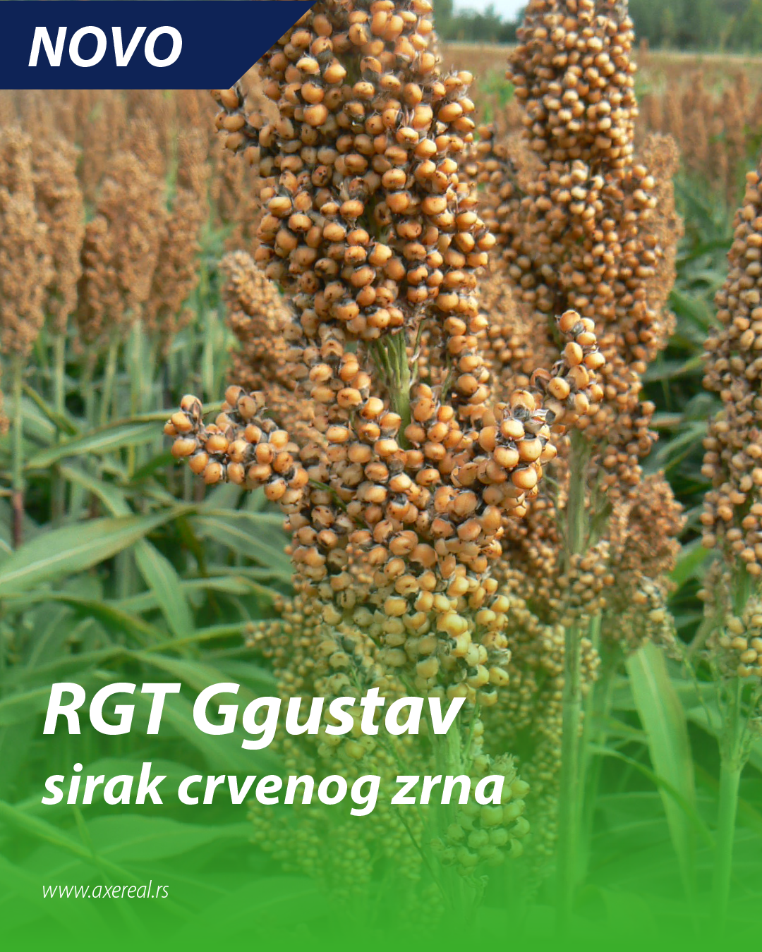 RGT Ggustav sirak crvenog zrna