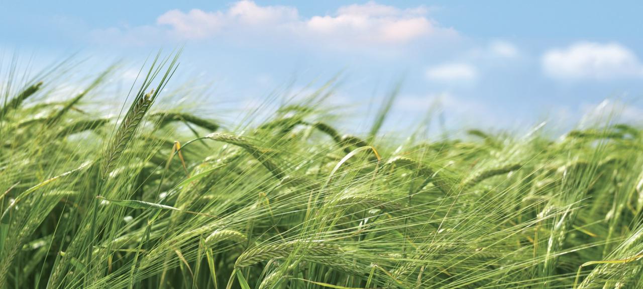 Home | Axereal Serbia